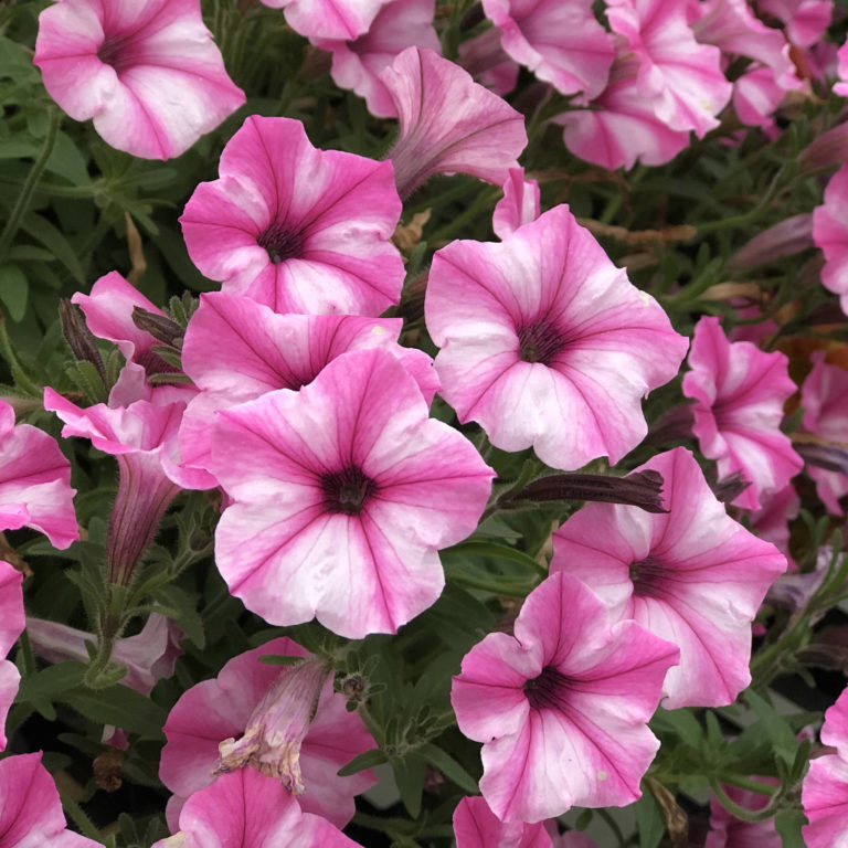 SUPERTUNIA® Mini Vista™ Pink Star Petunia - Garden Crossings