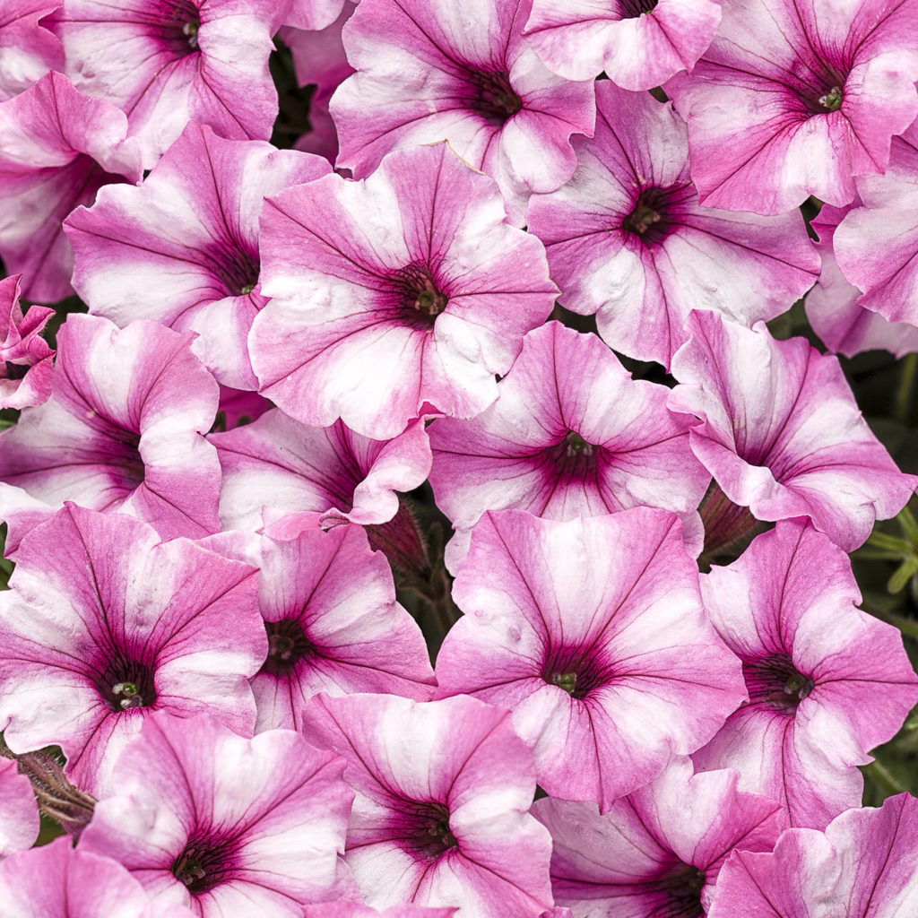 SUPERTUNIA® Mini Vista™ Pink Star Petunia - Garden Crossings