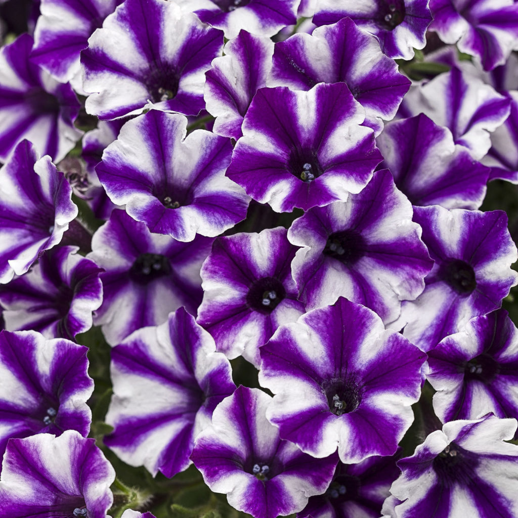 SUPERTUNIA® 'Mini Vista Violet Star' Petunia - Garden Crossings