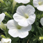 SUPERTUNIA® MINI VISTA® White Petunia