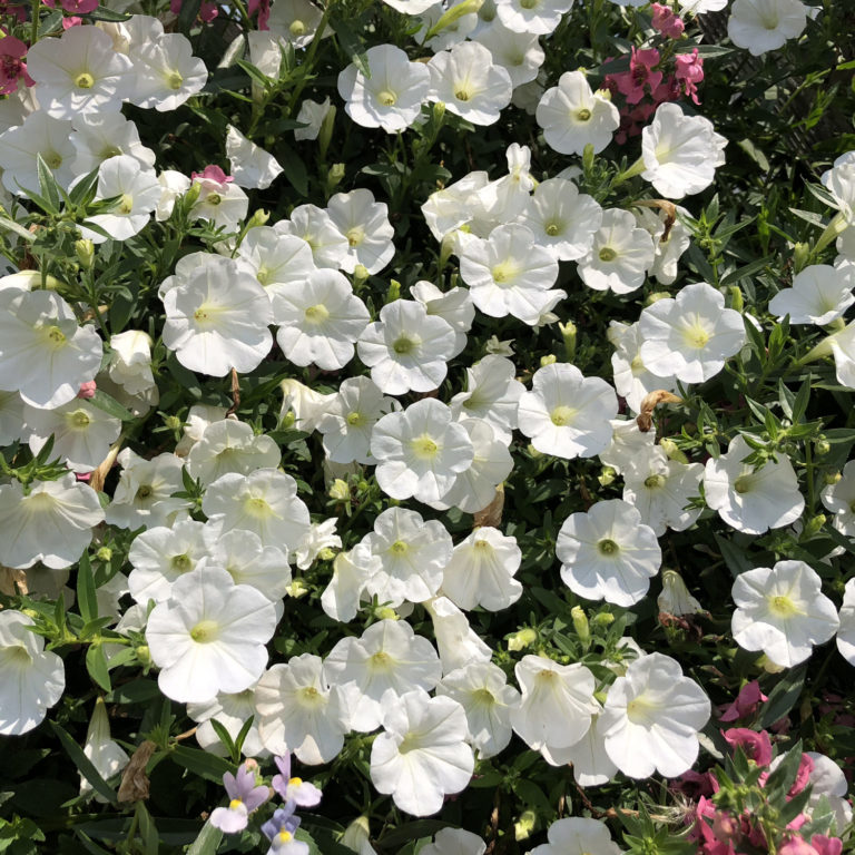 SUPERTUNIA® MINI VISTA® White Petunia