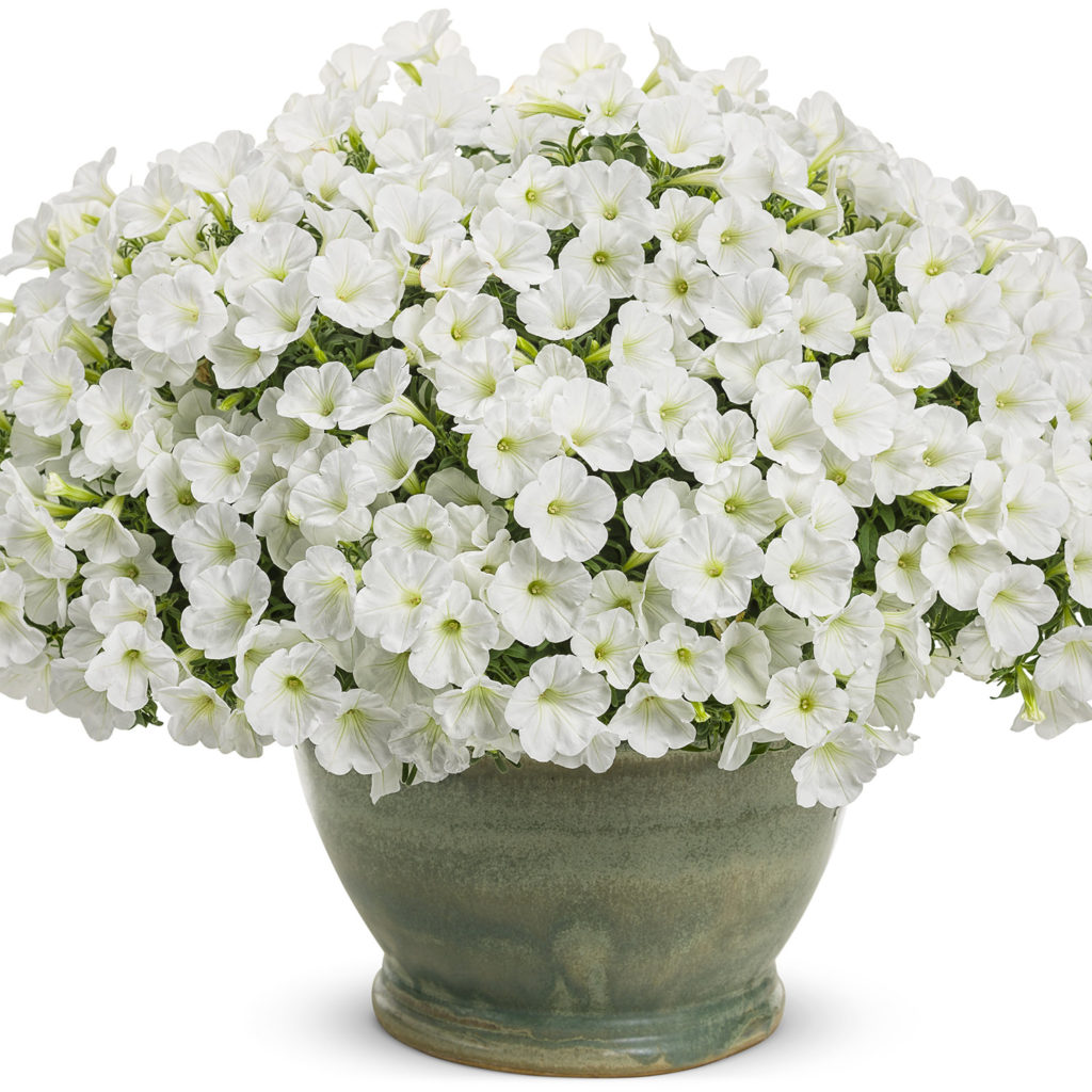 SUPERTUNIA® MINI VISTA® White Petunia