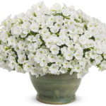 SUPERTUNIA® MINI VISTA® White Petunia