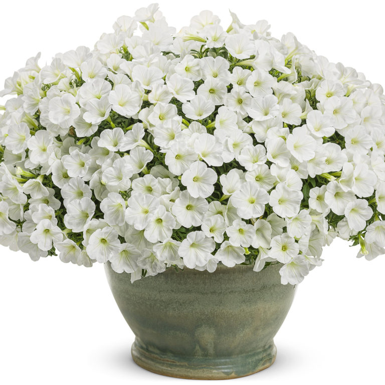 SUPERTUNIA® MINI VISTA® White Petunia