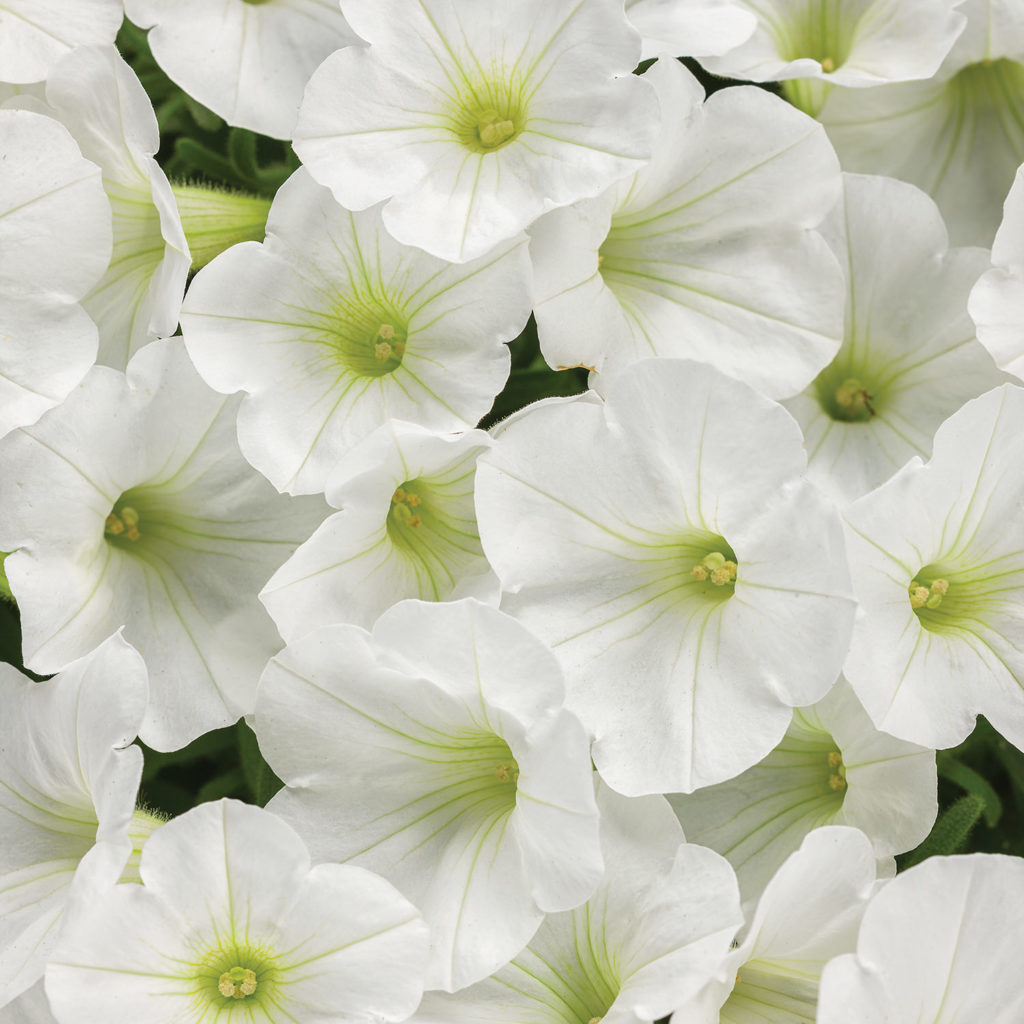 SUPERTUNIA® MINI VISTA® White Petunia