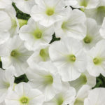 SUPERTUNIA® MINI VISTA® White Petunia