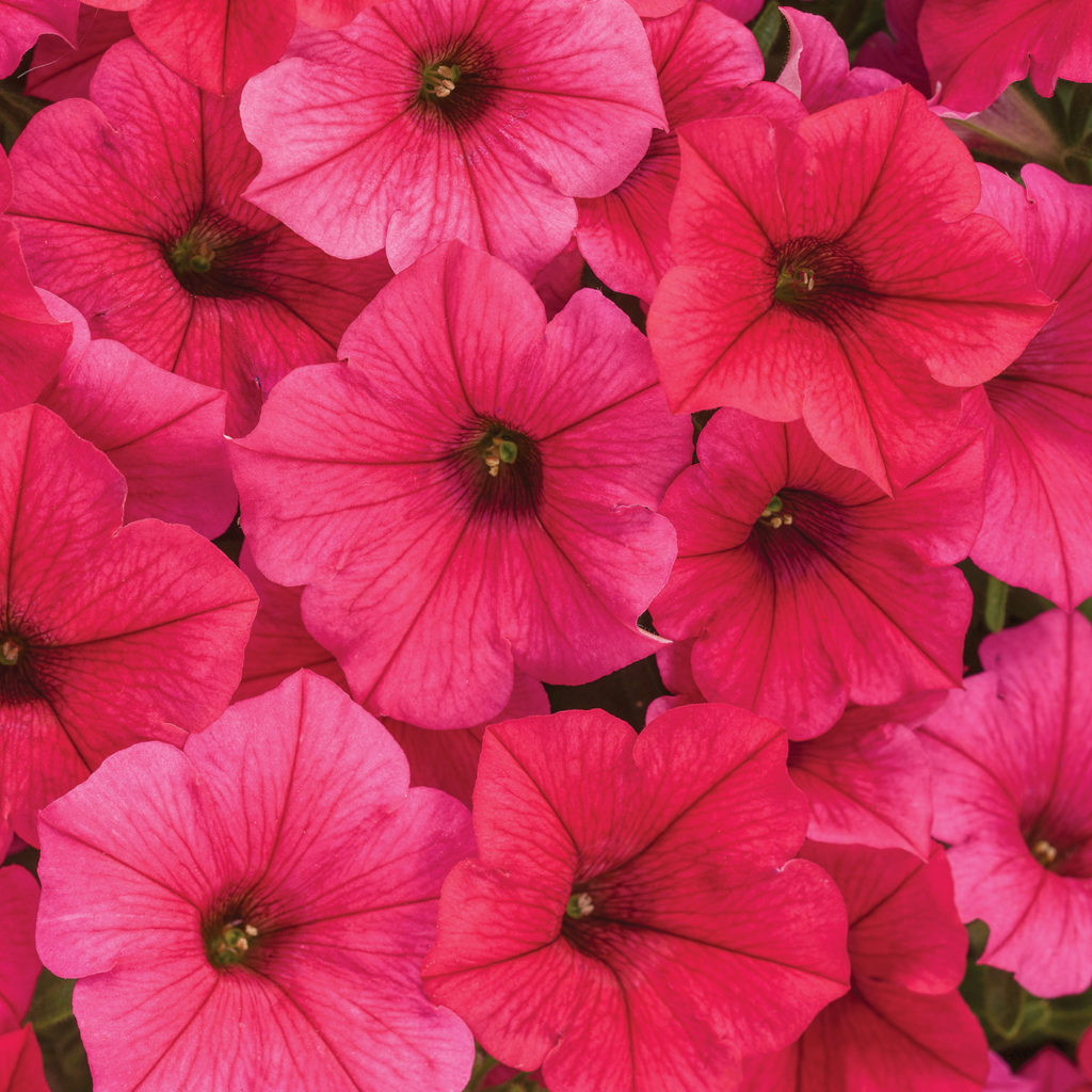 SUPERTUNIA VISTA® Paradise – Order Online
