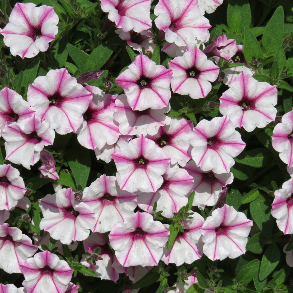 SUPERTUNIA® Mini Vista™ Pink Star Petunia - Garden Crossings