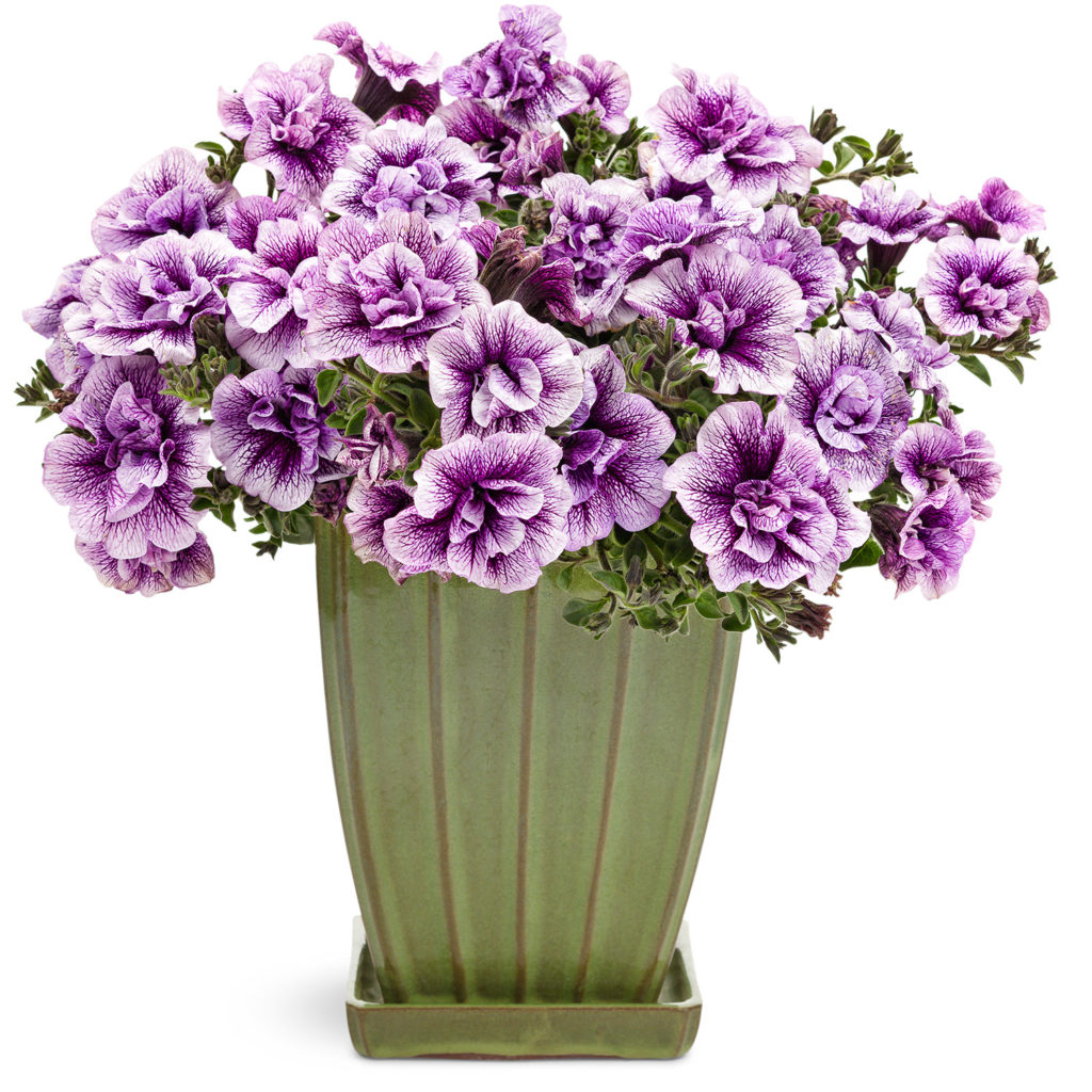 SUPERTUNIA® PRISCILLA® Petunia - Order Online