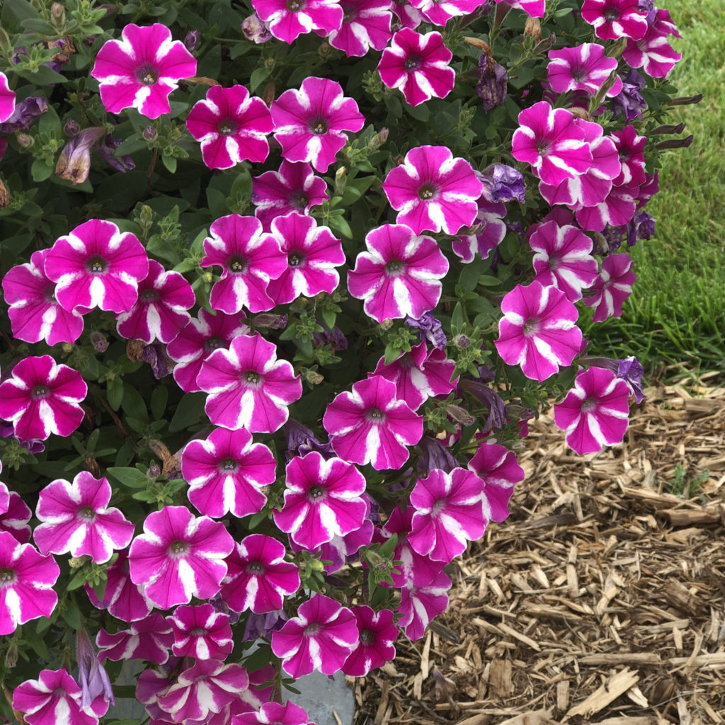Supertunia® Raspberry Rush™ Petunia - Order Online