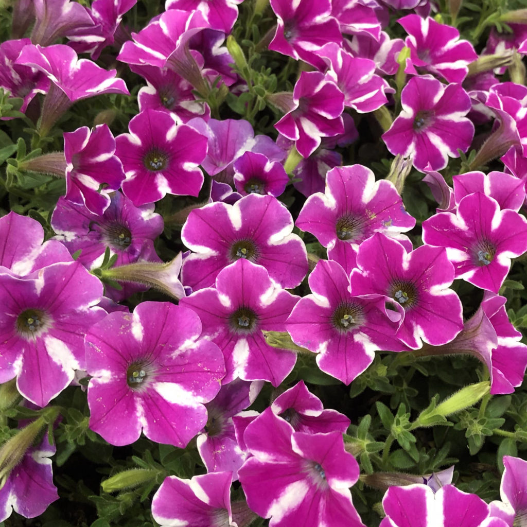 Supertunia® Raspberry Rush™ Petunia - Order Online