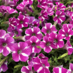 Supertunia® Raspberry Rush™ Petunia - Order Online