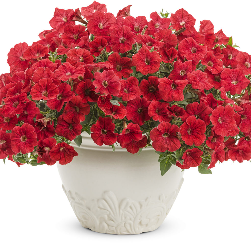 SUPERTUNIA® Really Red Petunia - Garden Crossings