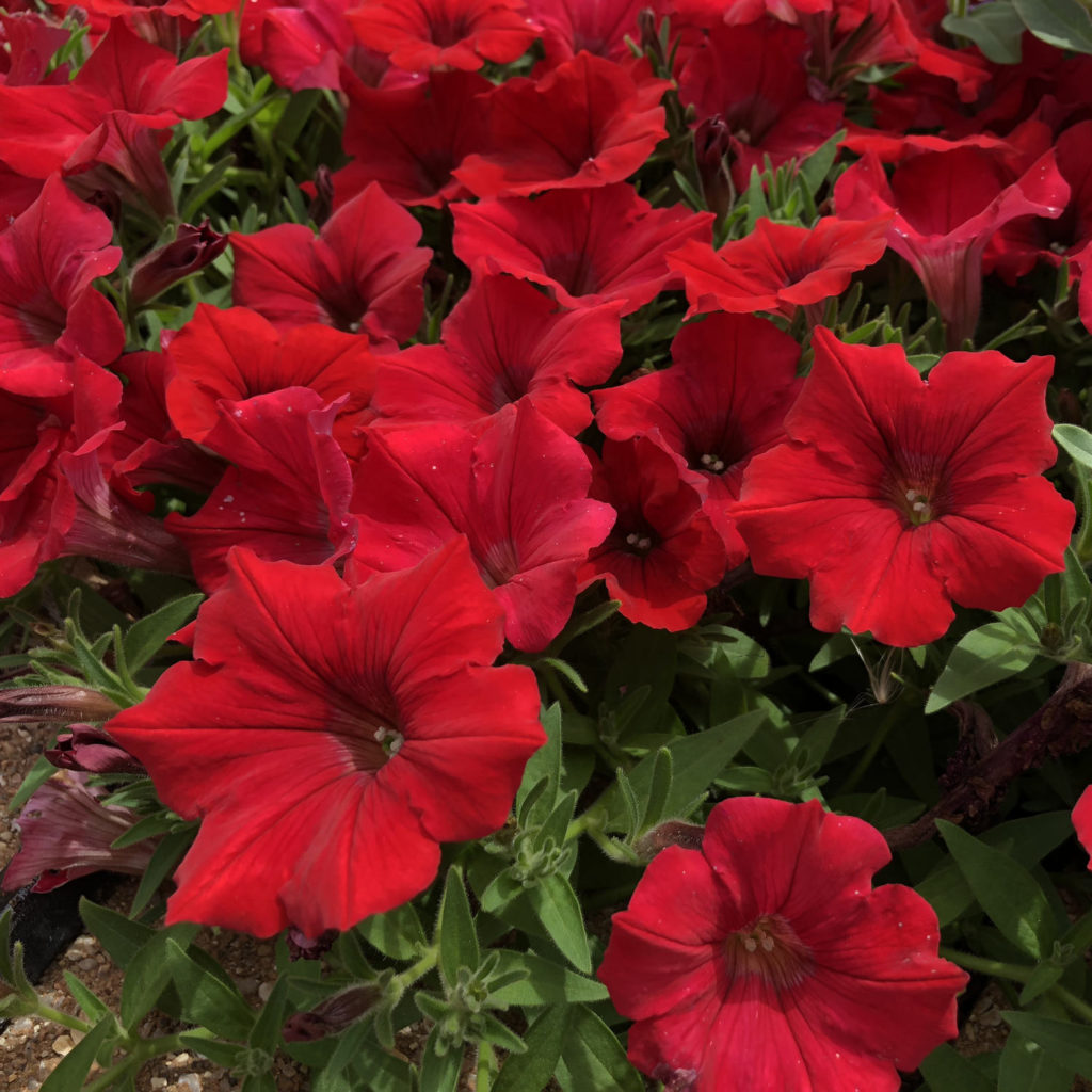 Petunia SURFINIA Red - Buy Petunia Annuals Online