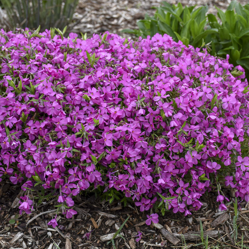 Phlox 'Magenta Sprite'