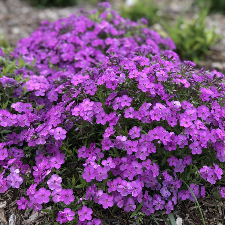 Phlox 'Purple Sprite'