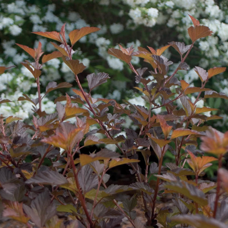 Physocarpus COPPERTINA - Buy Ninebark Shrubs Online