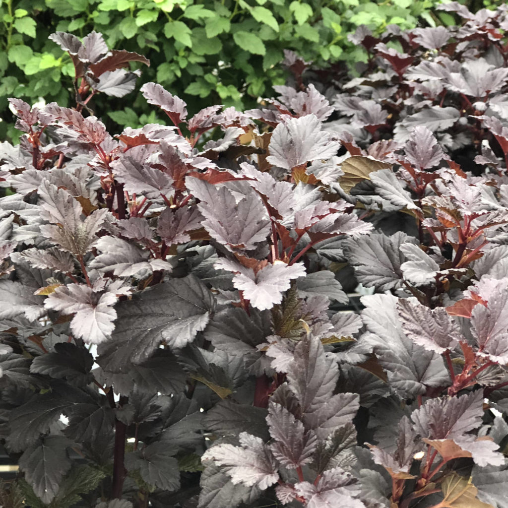 SUMMER WINE® Black Ninebark - Order Online