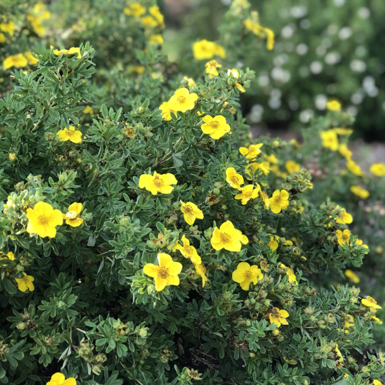 HAPPY FACE® Yellow Potentilla - Order Online