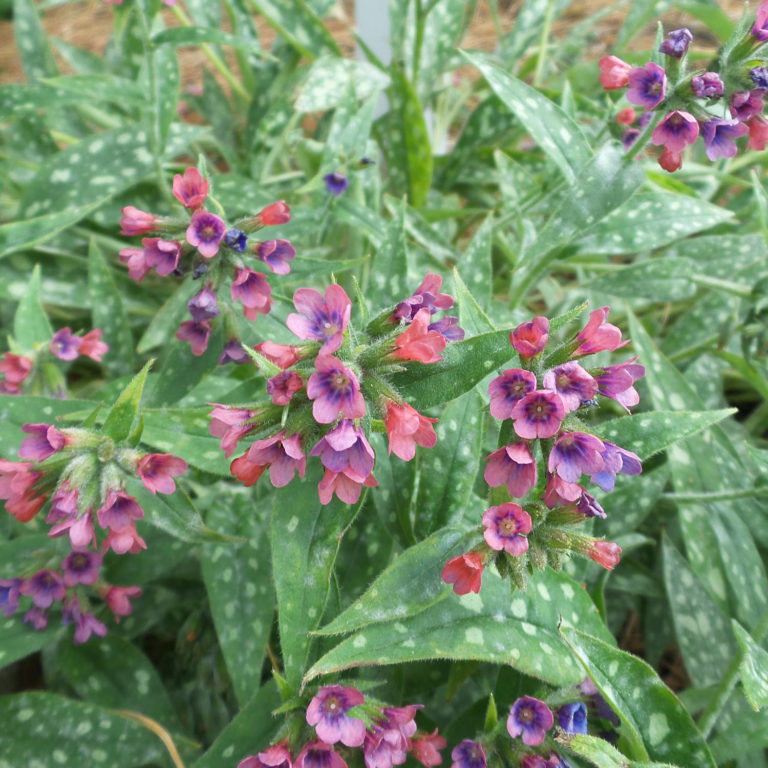 Pulmonaria Raspberry Splash - Order Online