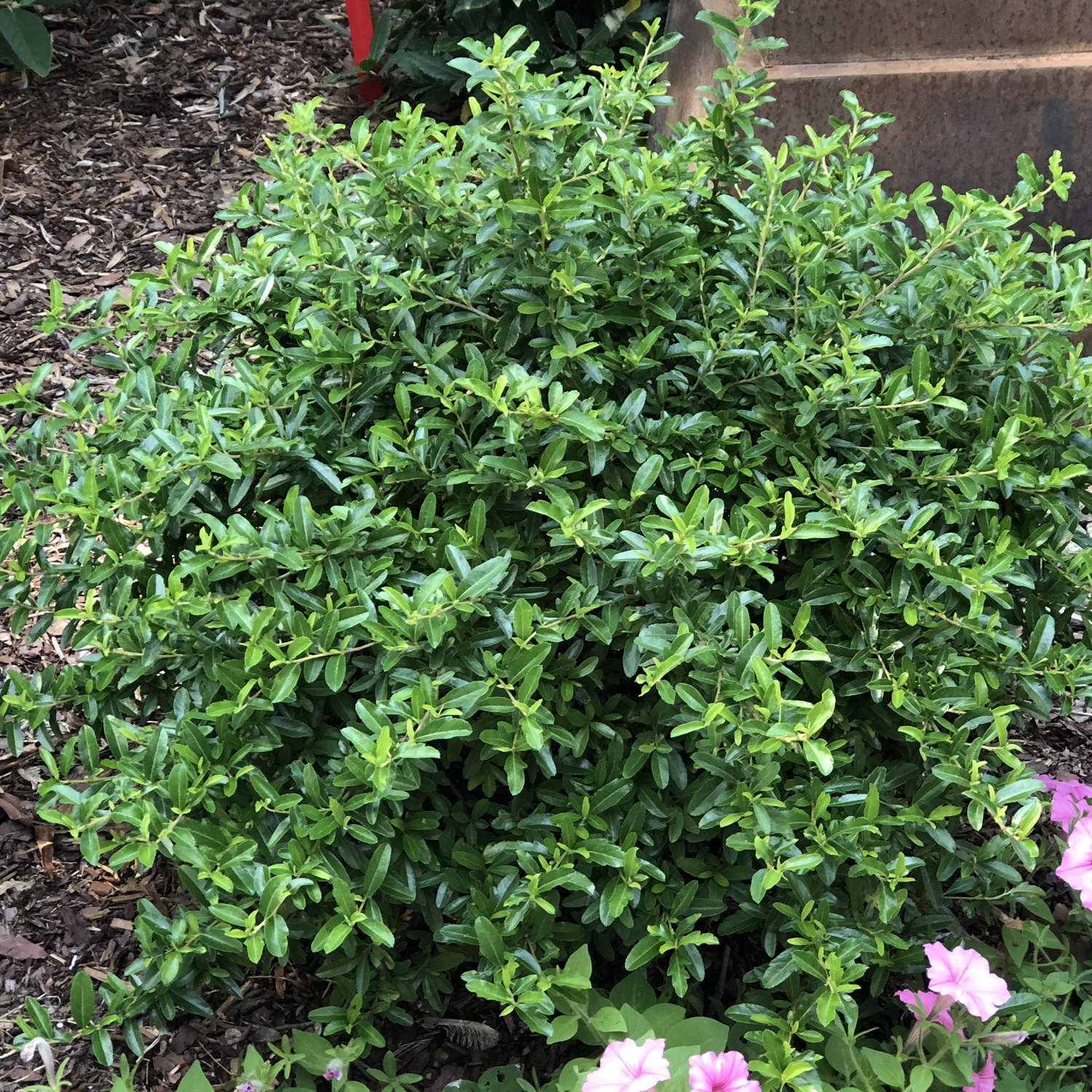 Pyracomeles Shrubs - Order Online