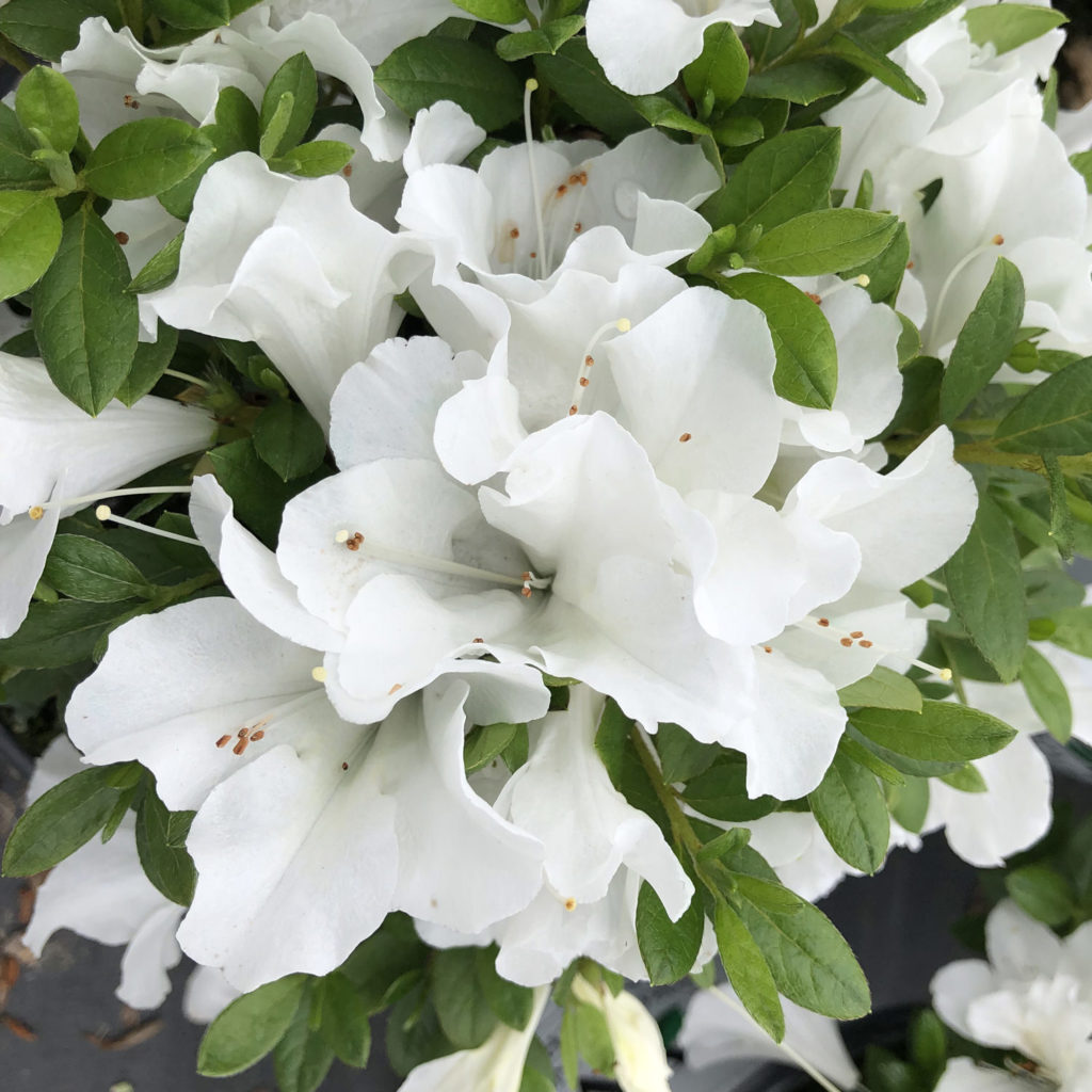 Azalea BLOOM-A-THON White - Buy Rhododendron Shrubs Online
