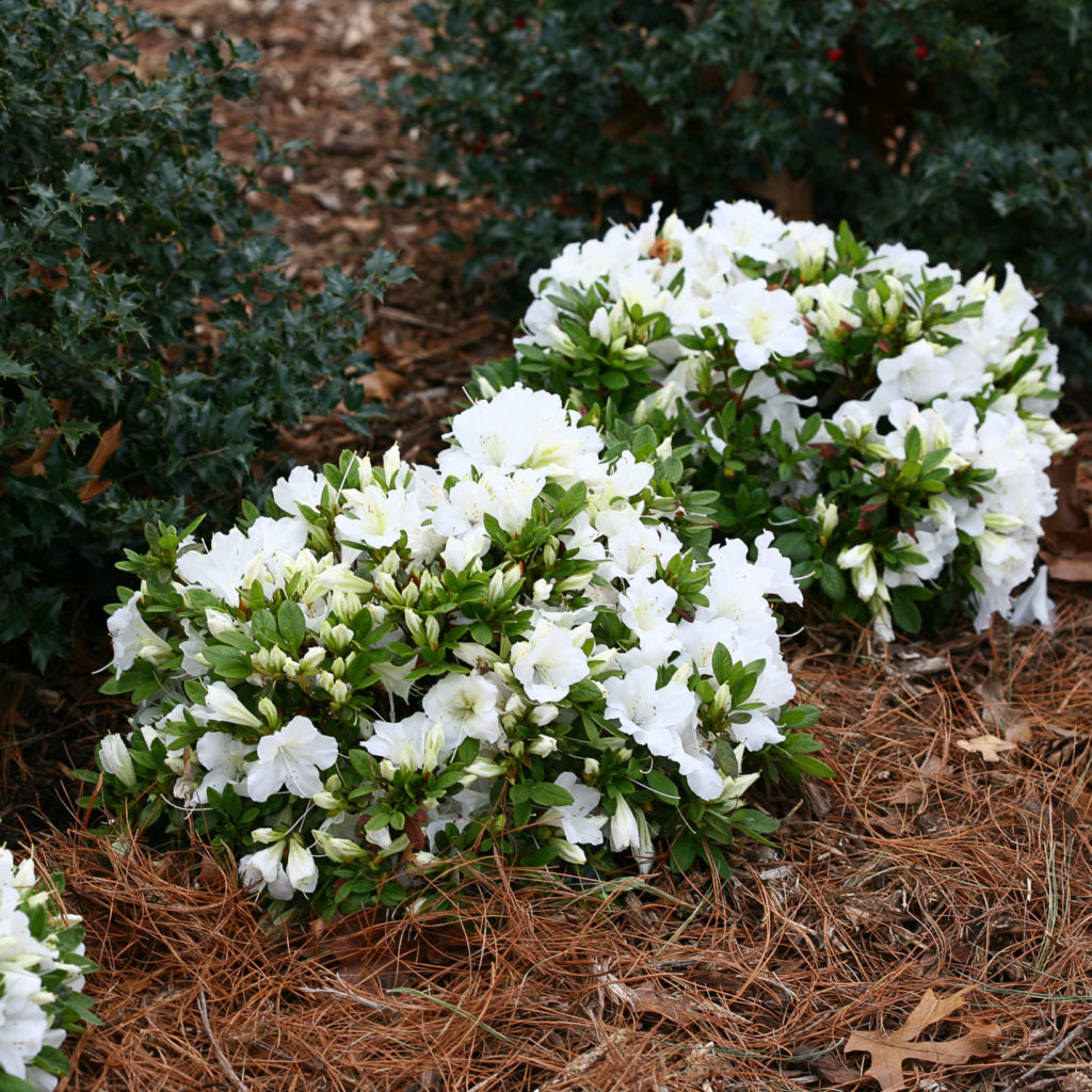 Azalea BLOOM-A-THON White - Buy Rhododendron Shrubs Online
