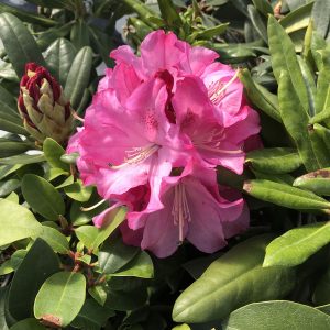 Rhododendron DANDY MAN Pink - Buy Rhododendron Shrubs Online