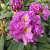 DANDY MAN® Purple Rhododendron - Order Online