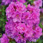 Perfecto Mundo Double Purple Azalea | Reblooming