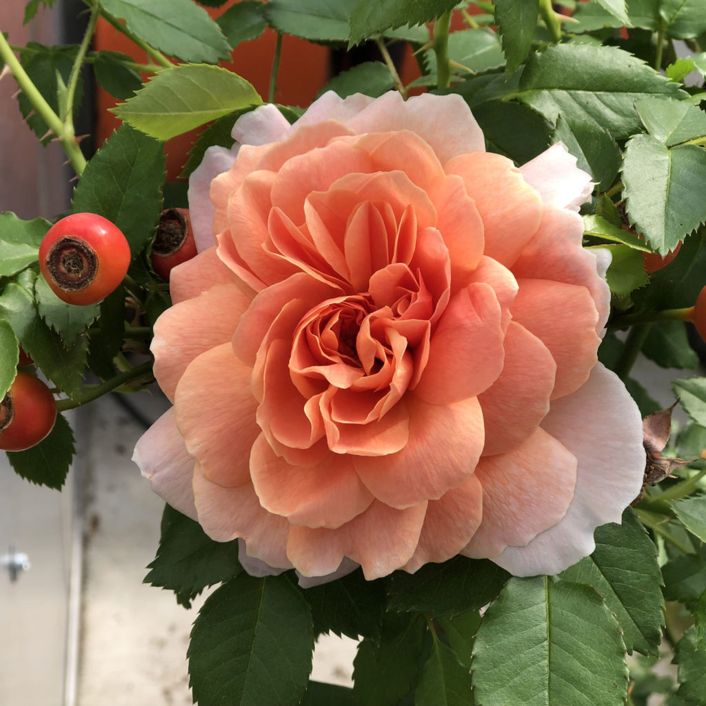 Rosa AT LAST® Rose | Fragrant Orange Garden Shrub Bloom