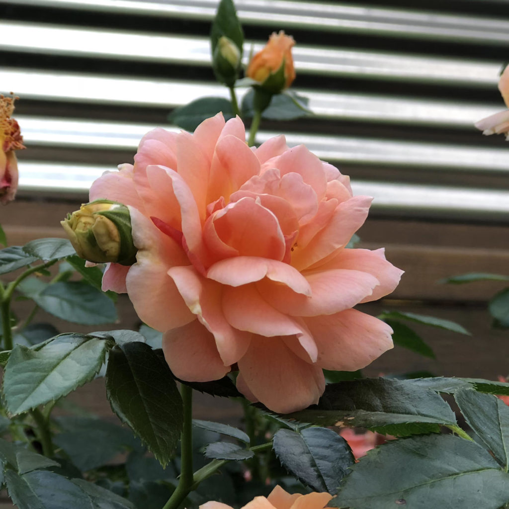 Rosa AT LAST® Rose | Fragrant Orange Garden Shrub Bloom