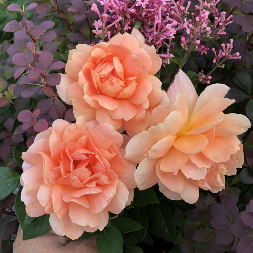 Rosa AT LAST® Rose | Fragrant Orange Garden Shrub Bloom