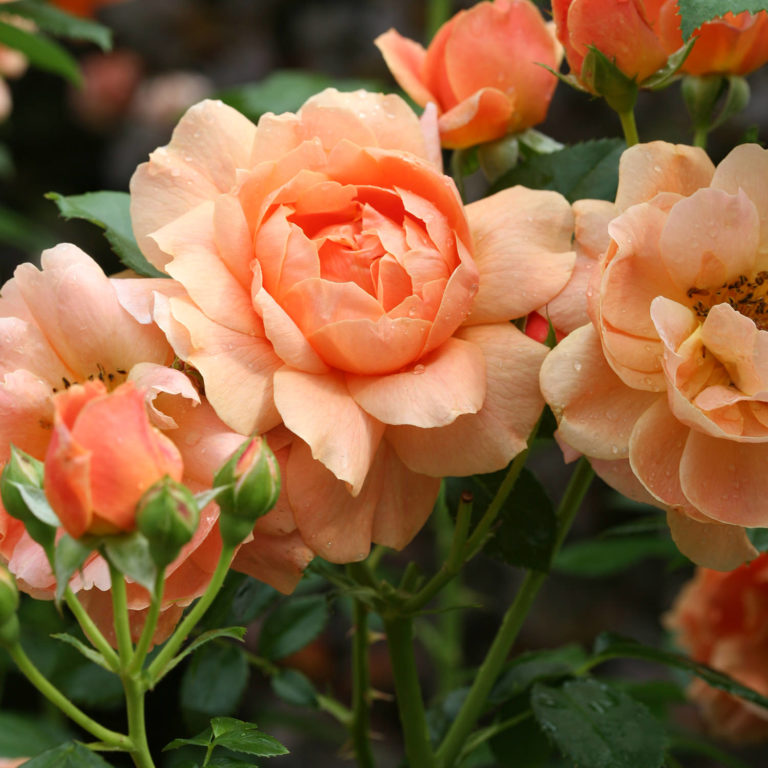 Rosa AT LAST® Rose | Fragrant Orange Garden Shrub Bloom