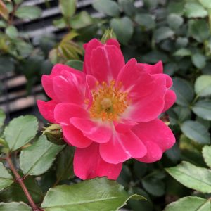 OSO EASY® Double Pink Rose