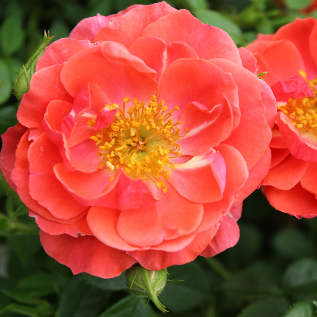 OSO EASY® Mango Salsa Rose - Order Online