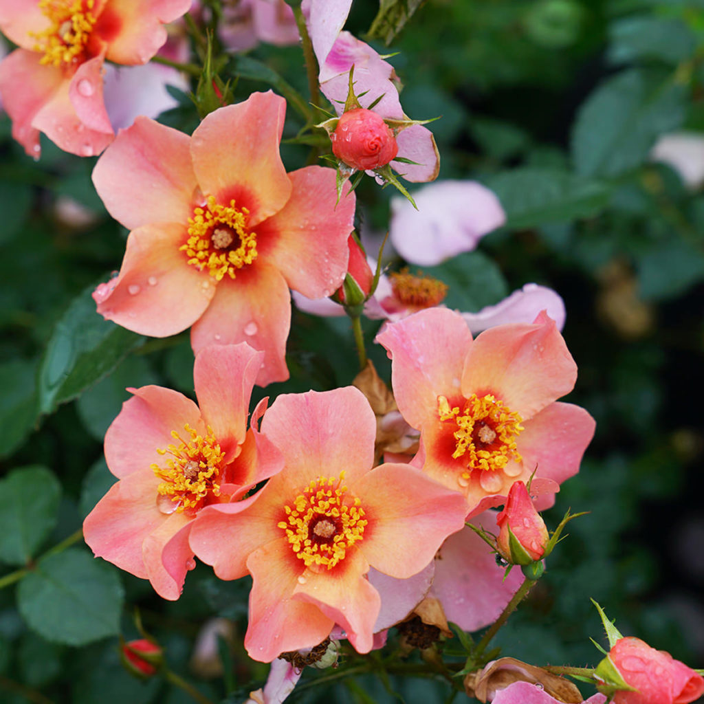 RINGO ALL-STAR™ Rose – Garden Crossings