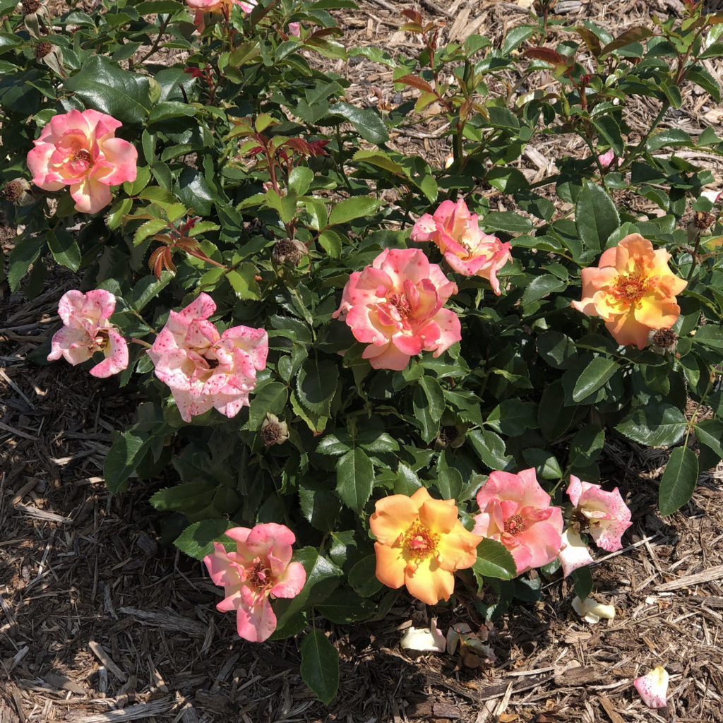 SUNORITA® Rose - Garden Crossings