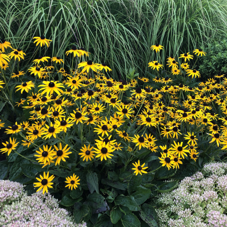 Rudbeckia Little Goldstar (Black Eyed Susan) - Order Online