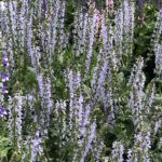 COLOR SPIRES® 'Crystal Blue' Salvia - Order Online