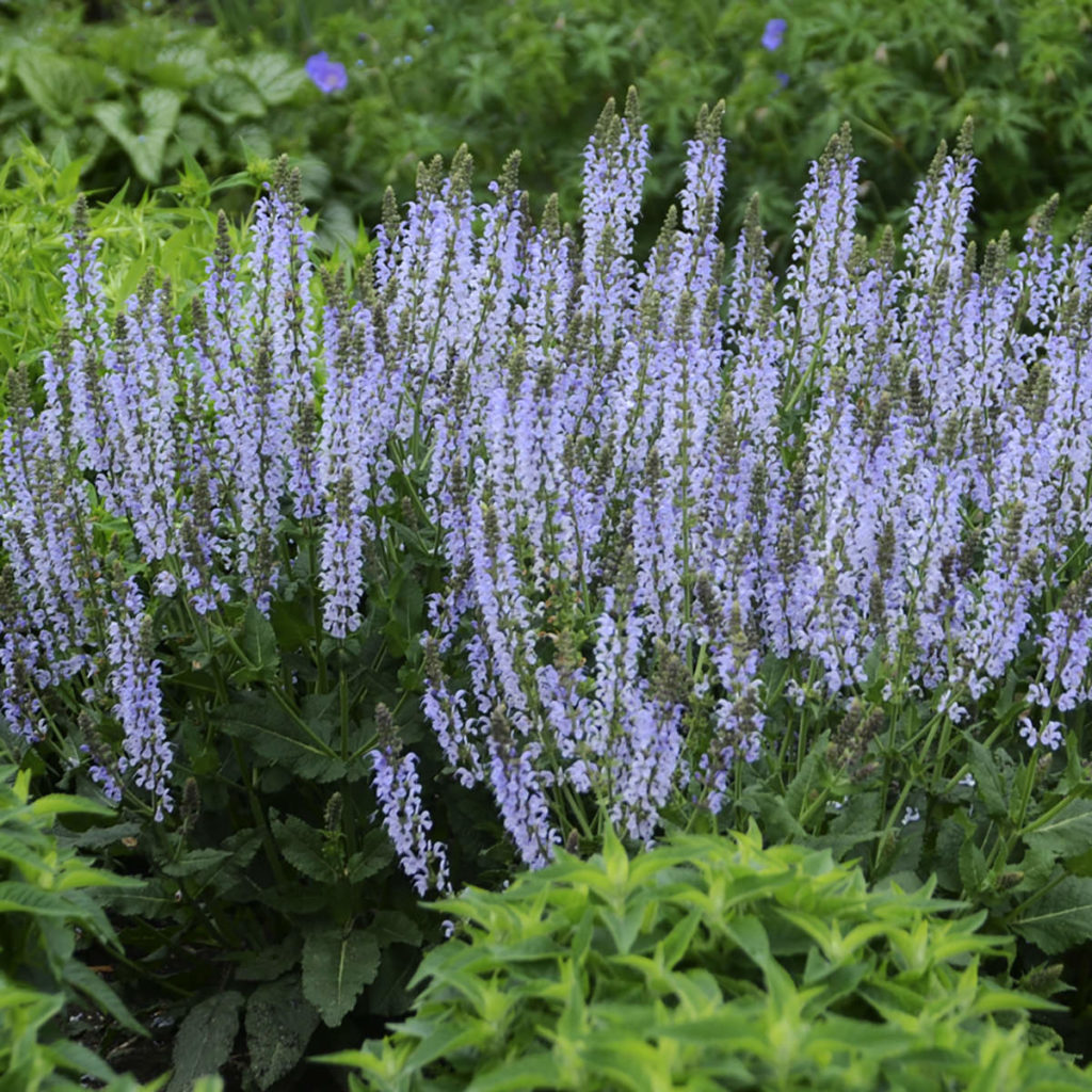 COLOR SPIRES® 'Crystal Blue' Salvia - Order Online