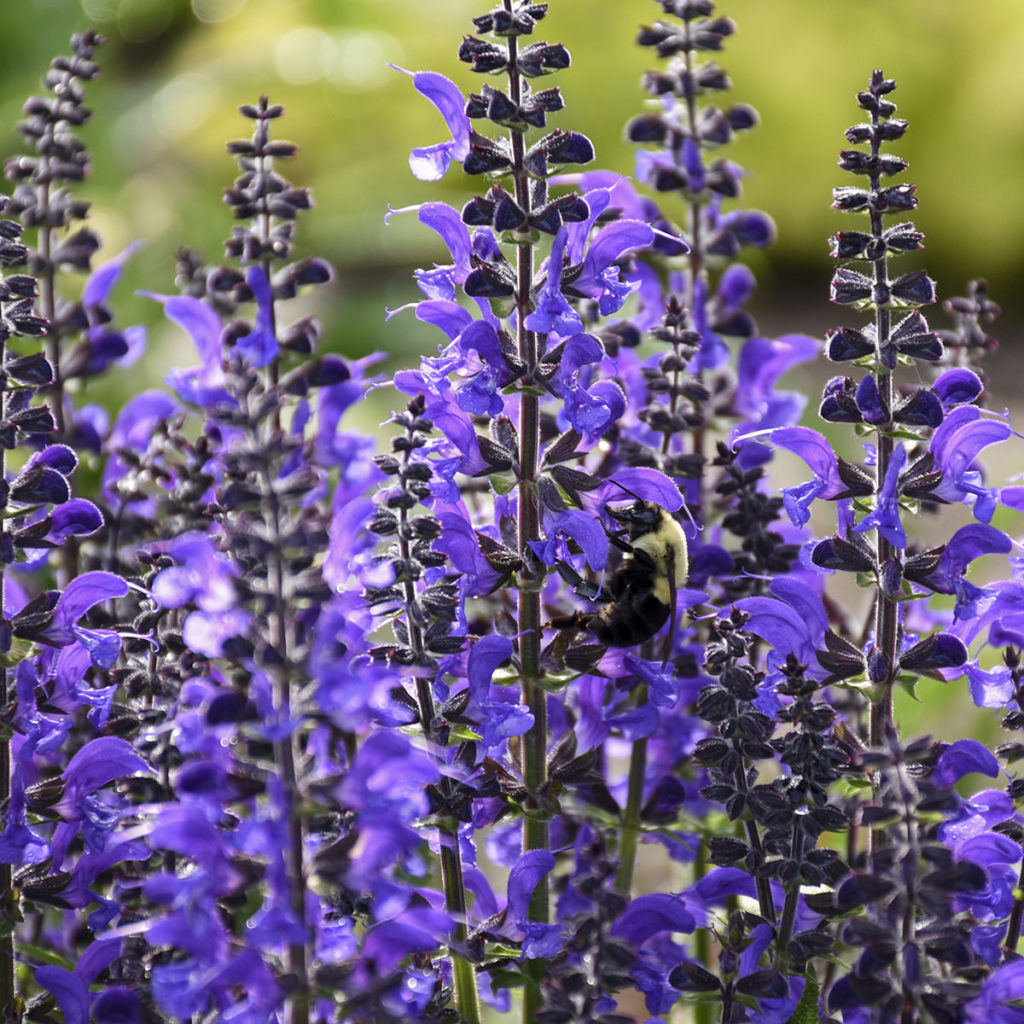 COLOR SPIRES® 'Indiglo Girl' Salvia