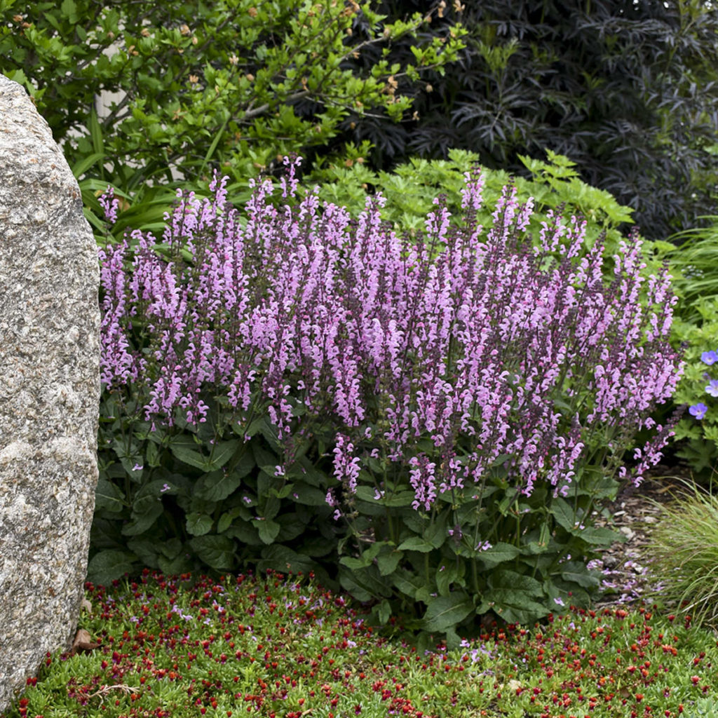 COLOR SPIRES® Pink Dawn Salvia - Order Online