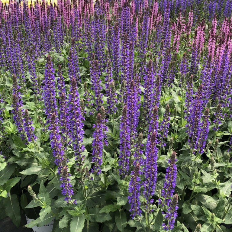 COLOR SPIRES® 'Violet Riot' Salvia - Order Online