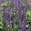 COLOR SPIRES® 'Violet Riot' Salvia - Order Online