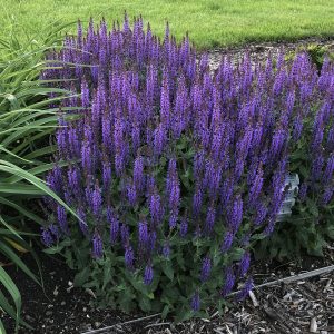 COLOR SPIRES® 'Violet Riot' Salvia - Order Online
