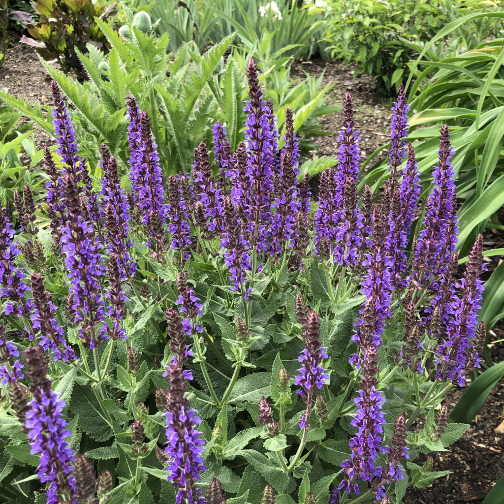 COLOR SPIRES® 'Violet Riot' Salvia - Order Online