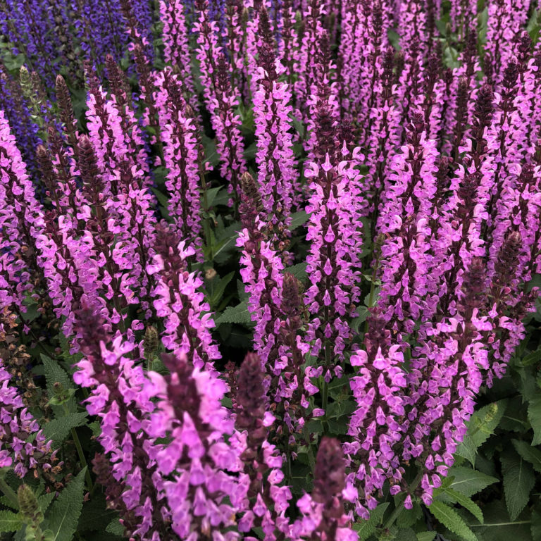 'Pink Profusion' Salvia - Order Online