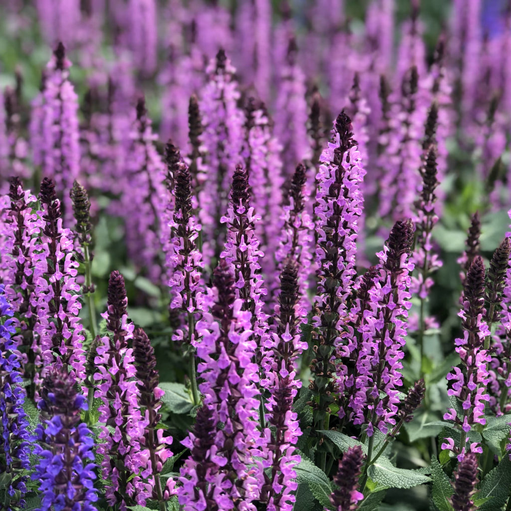 'Pink Profusion' Salvia - Order Online
