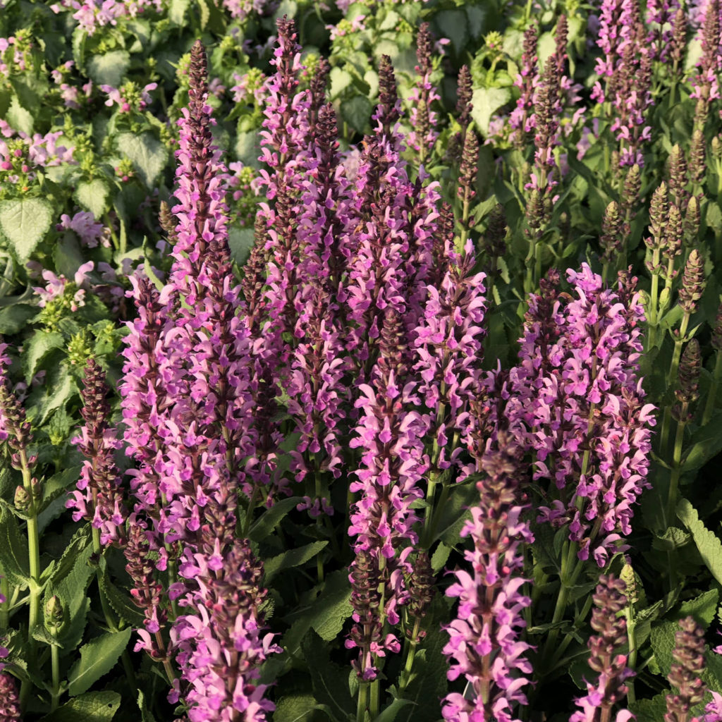 'Pink Profusion' Salvia - Order Online